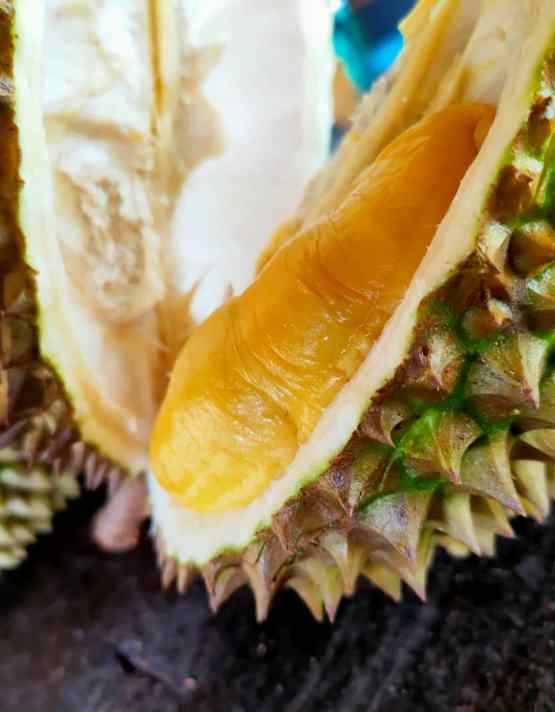 DurianBB Malaysia – Fresh Durian Delivery
