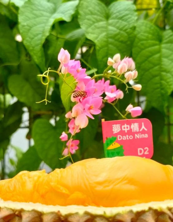 DurianBB Malaysia – Fresh Durian Delivery