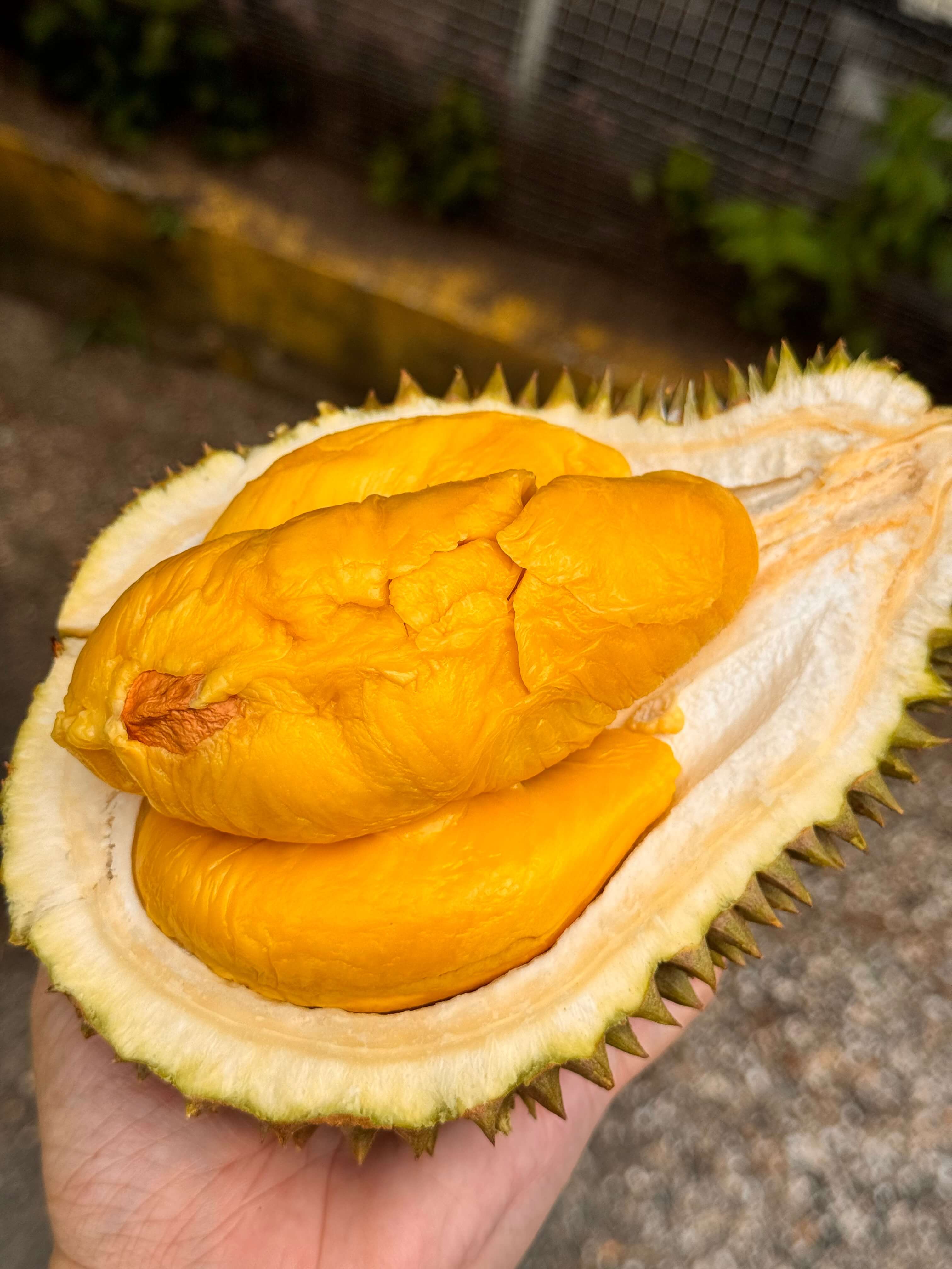 DurianBB: Delivering Happiness | Fresh Durian Delivery